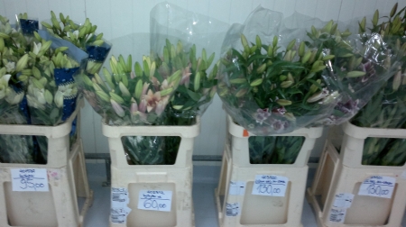 Blumen Royal Garden CVEĆE - Beograd