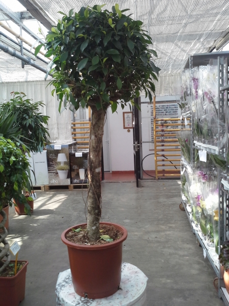 Blumen Royal Garden CVEĆE - Beograd